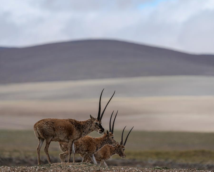 Xinhua Headlines: How UNESCO-listed Hoh Xil transforms from poaching ...