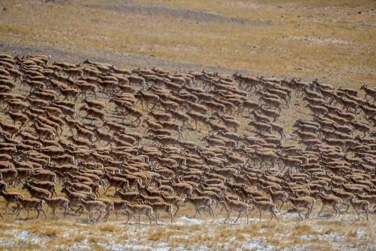 EcoChina | Birth-giving migratory journey of Tibetan antelopes in SW ...